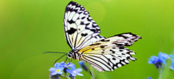 Yara - Butterfly - Facts, Information, Charites and Plush toys
